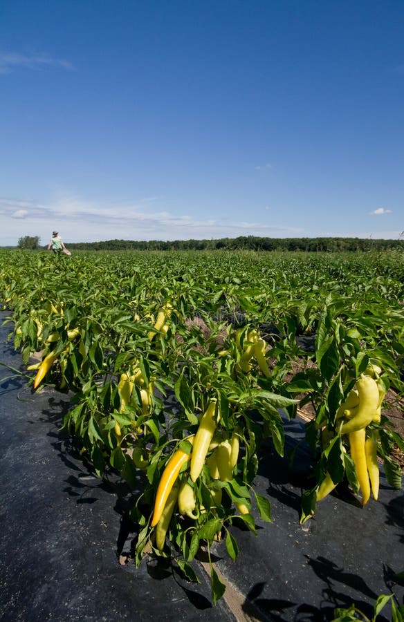 Pepper farm stock image. Image of health, backgrounds - 26080785