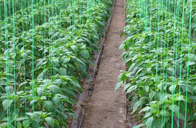 Pepper Farming - Growth of Bell Pepper Plants Stock Image - Image of ...