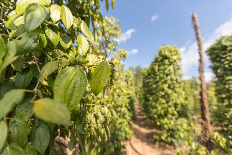 Pepper in field stock photo. Image of vietnamese, nature - 58996336