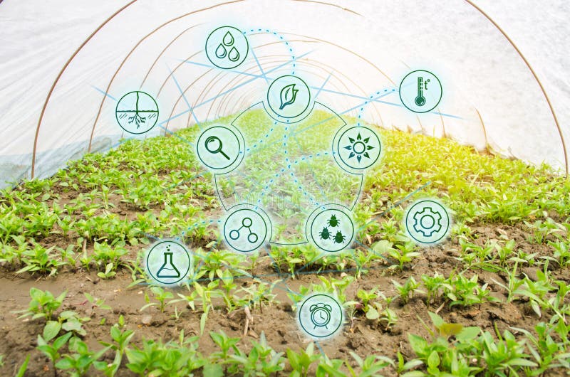 Pepper in the Field. Scientific Work and Development of New Methods and ...