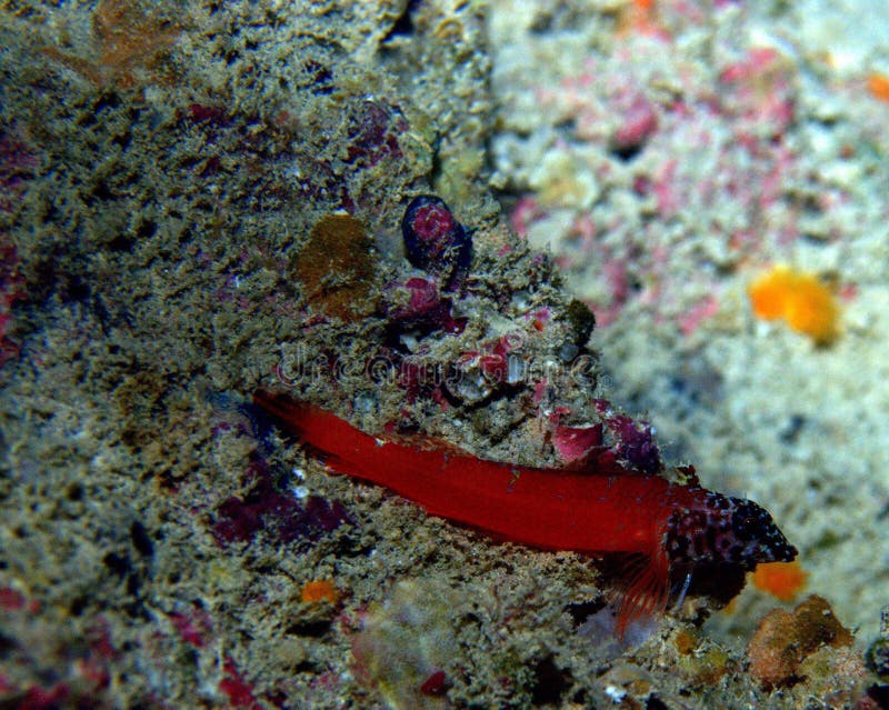 Pepper fish stock image. Image of calories, chili, vegetable - 25842007