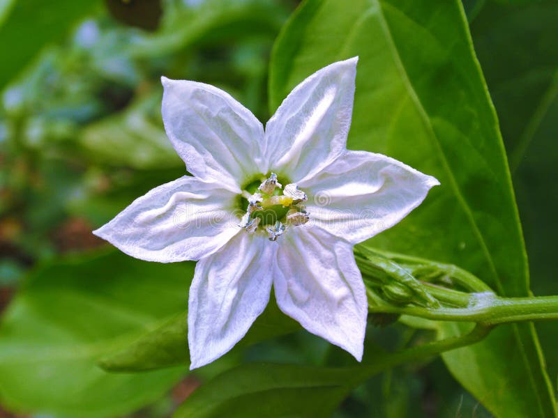 Pepper Flower on Summertime Stock Photo - Image of floral, white: 79574952