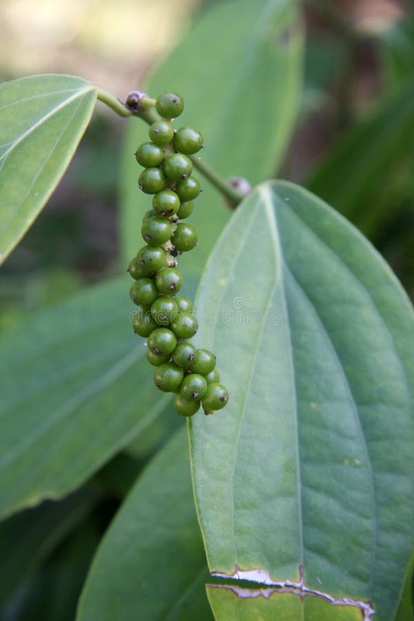 Pepper stock image. Image of vegetables, flavoring, green - 36467295