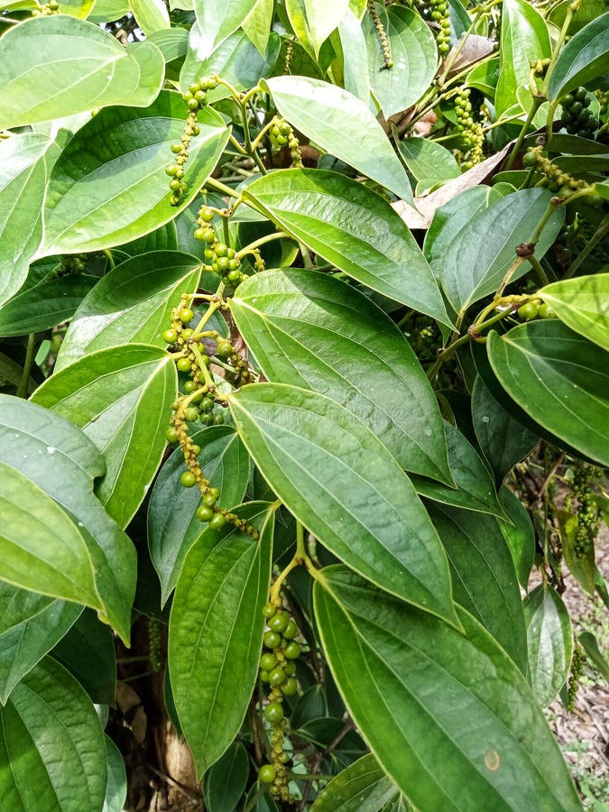 Pepper Fruit that is Not Ready To Harvest Stock Image - Image of shrub ...