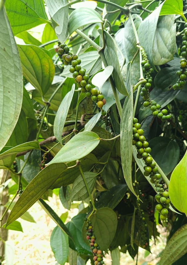 Pepper Fruit Ready for Harvest Stock Image - Image of ready, pepper ...