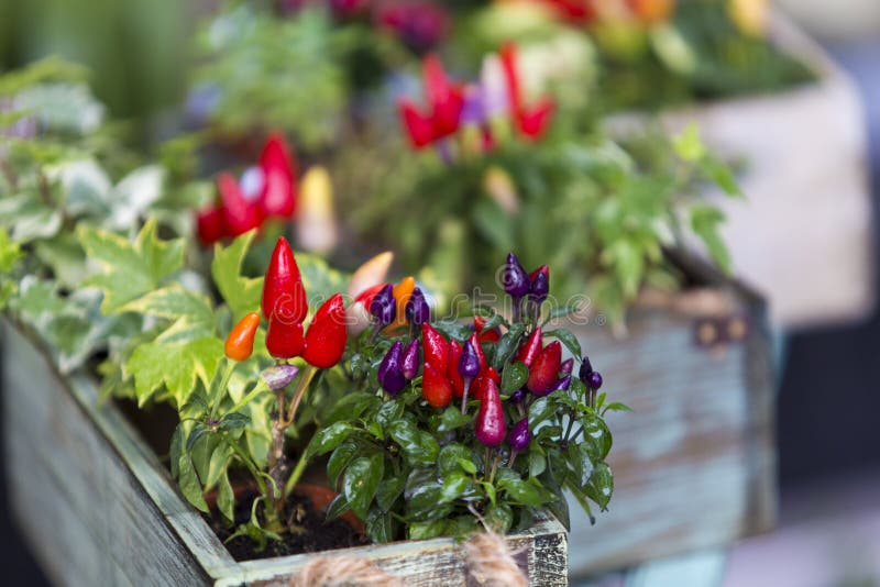 Small chili stock photo. Image of capture, nature, chili - 79865902