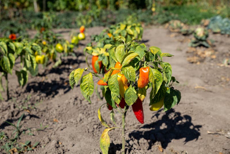 Pepper Growing. Red and Green Peppers Growing in the Garden Stock Photo ...