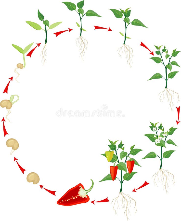 Pepper growing stage stock vector. Illustration of growing - 70707863