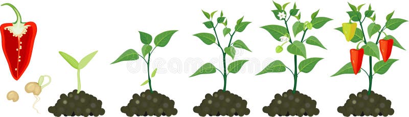 Pepper growing stage stock vector. Illustration of growing - 70707863