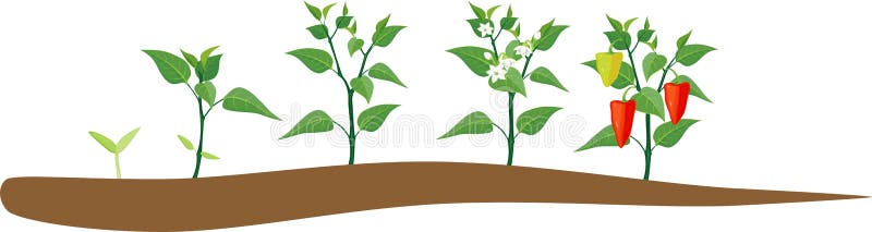 Pepper growing stage stock vector. Illustration of growing - 70707863