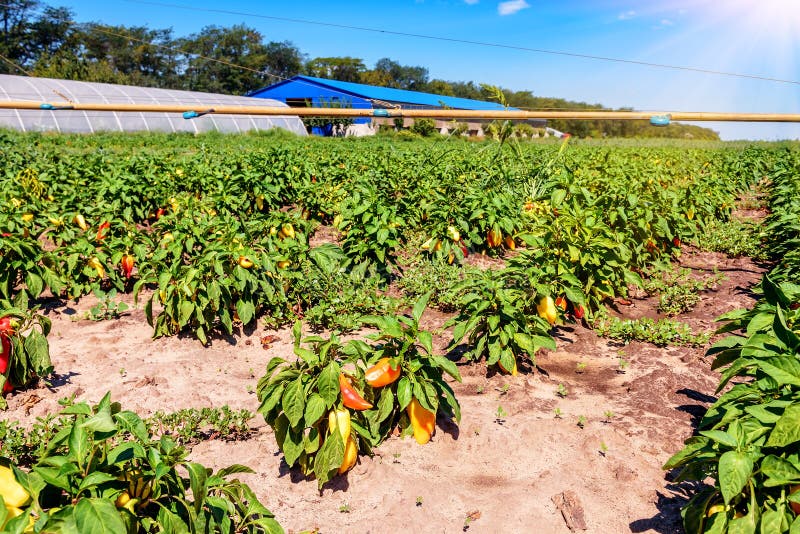 Pepper Field, Viet Nam, Farm Product Stock Photo - Image of food ...