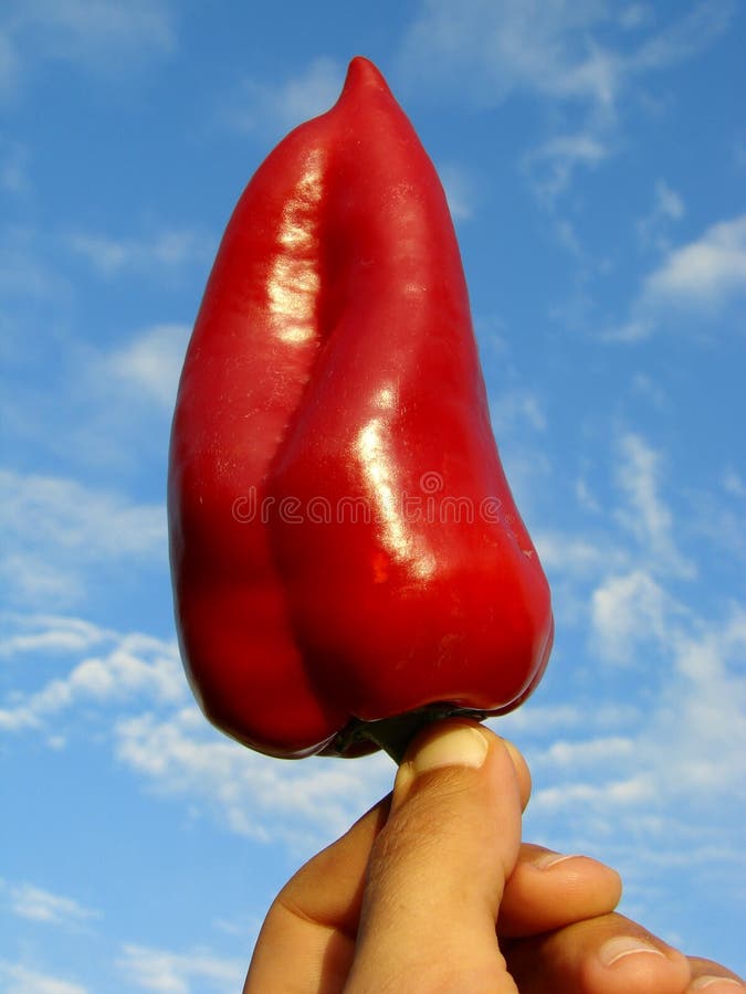Pepper in hand stock image. Image of vegetable, ripe - 102548967