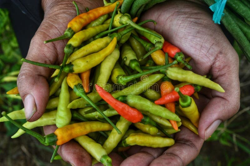 Pepper in Indonesia, February,10, 2021 : Indonesia Stock Photo - Image ...
