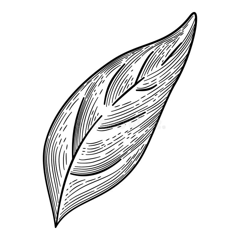 Pepper Leaf Icon Outline, Hand Drawn Vector. Green Spicy Stock Vector ...