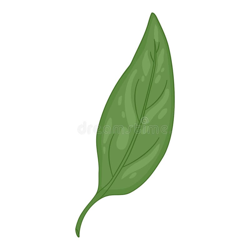 Pepper Leaf Icon Outline, Hand Drawn Vector. Green Spicy Stock Vector ...