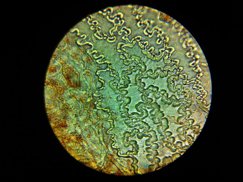 Pepper in Microscope stock photo. Image of technological - 35913670