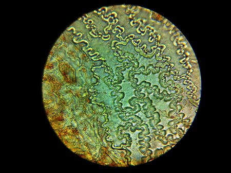 Pepper in Microscope stock photo. Image of technological - 35913670