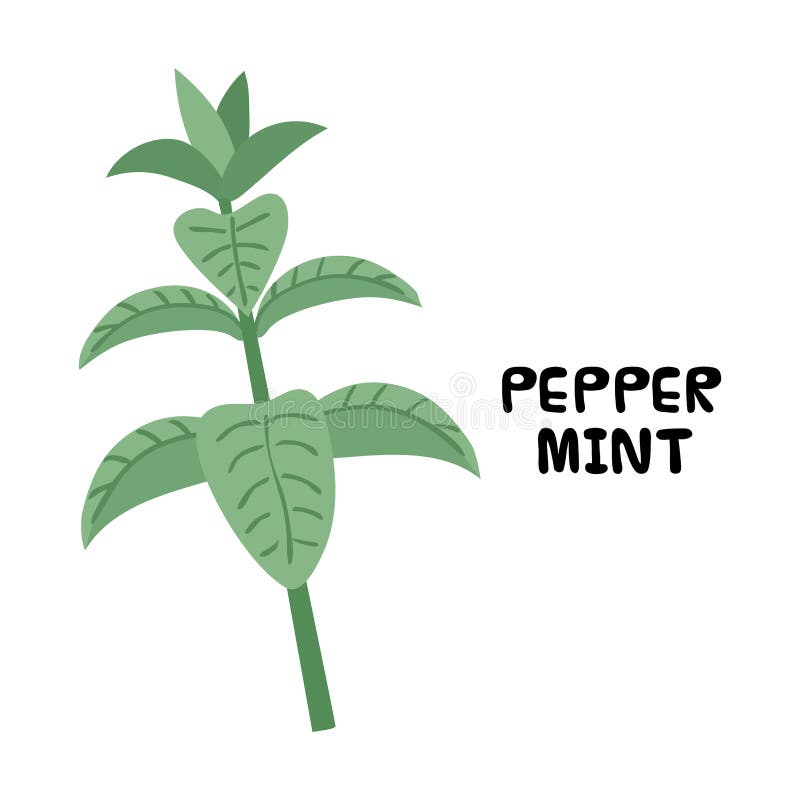 Pepper Mint Icon Clipart Logtotype Isolated Vector Illustration Stock ...