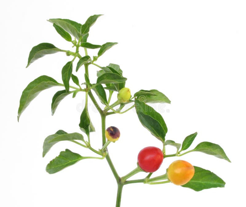 Pepper plant stock image. Image of close, stem, chili - 10982989