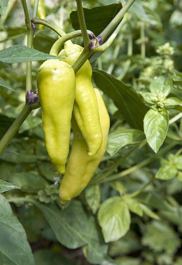 Pepper plant. stock image. Image of leaf, leaves, close - 16256775