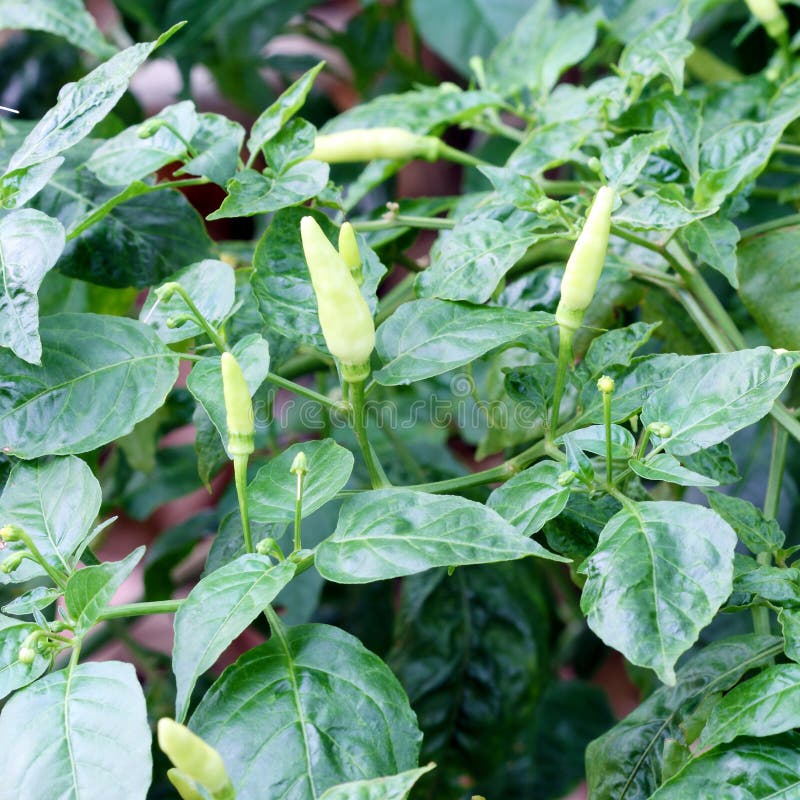 Pepper plant stock photo. Image of grow, leaves, food - 26692824