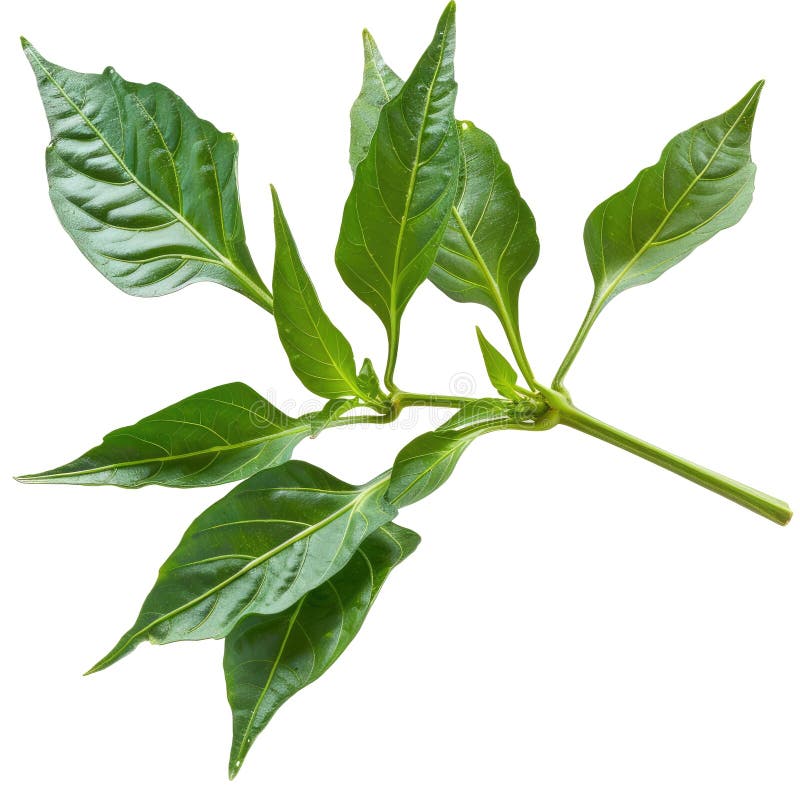 Pepper Plant Branch with Green Leaves Isolated Stock Illustration ...