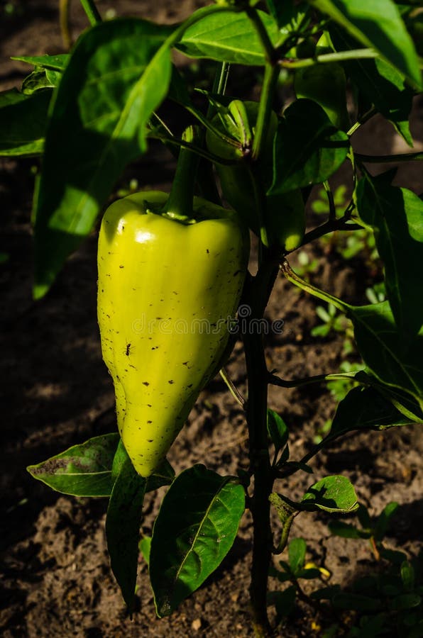 Pepper Plant with Fruits in Garden Stock Image - Image of bell ...