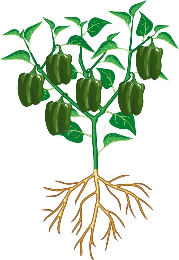 Pepper Plant with Green Leaf and Green Peppers. General View of Plant ...