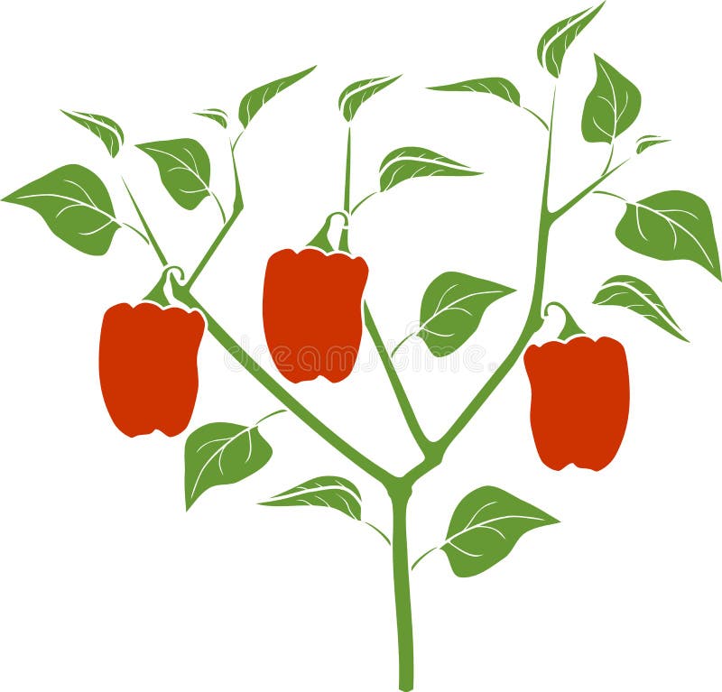 Pepper Plant with Green Leaf and Red Peppers. General View of Plant ...