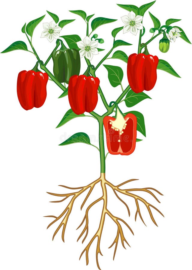 Pepper Plant with Green Leaf and Red Peppers. General View of Plant ...