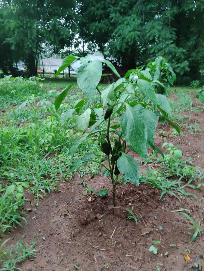 Pepper plant loaded down stock image. Image of tomato - 386935599