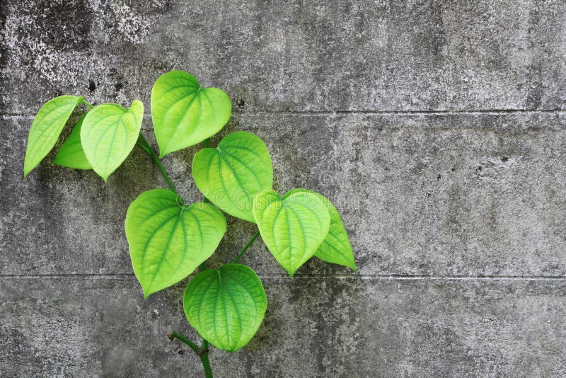 Pepper Plant on the Old Cement Wall Stock Image - Image of food, leaf ...