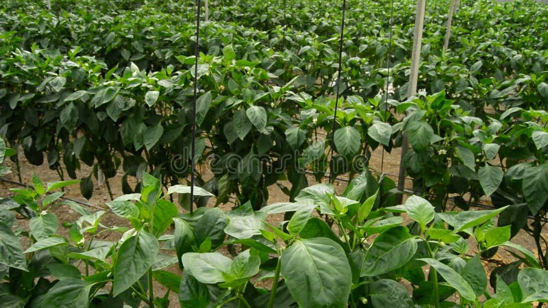 Pepper plant row stock footage. Video of harvest, botany - 248324890
