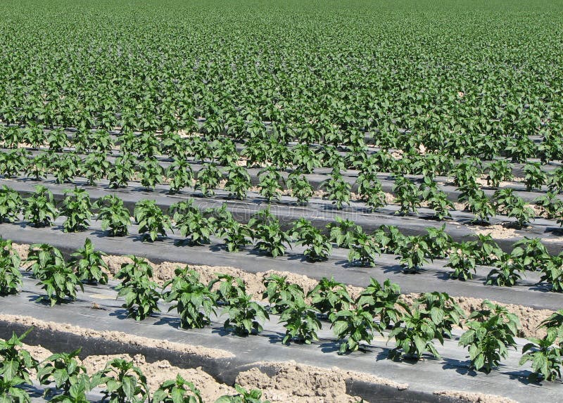 Crop Rows and Farm Machine stock image. Image of farmland - 509173