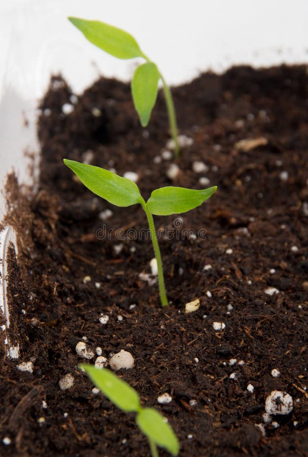 Pepper Plant Growing Indoor Stock Photo - Image of lighting, house ...