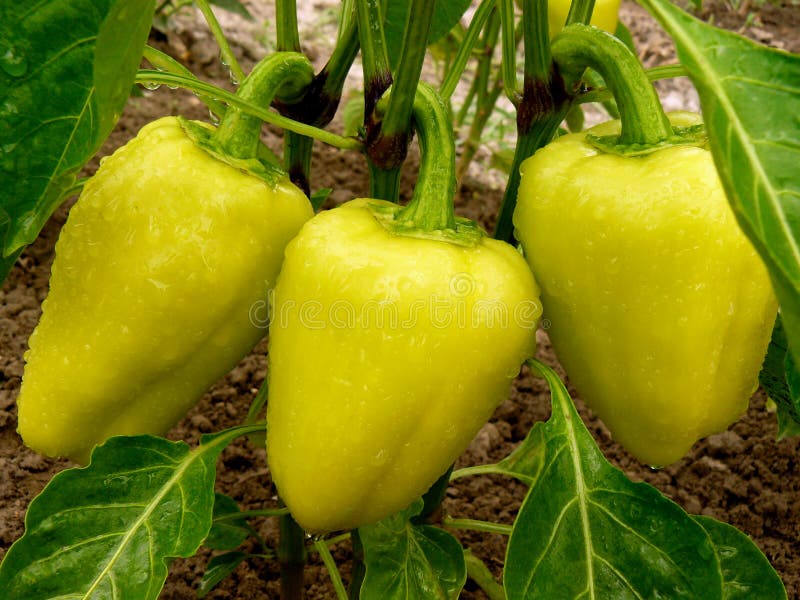 Pepper plant stock photo. Image of healthy, botanical - 37727458