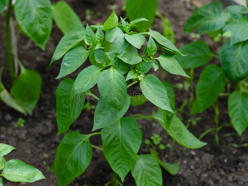 Pepper Plants Growing in Soil Stock Image - Image of plant, plants ...