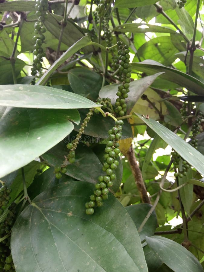 Pepper plants in java stock image. Image of yellow, lighting - 189468065