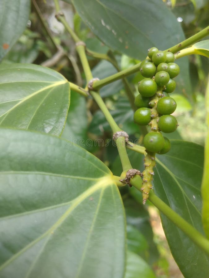 Pepper Plants, Local Java Indonesian Pepper Plant Commodities Stock ...