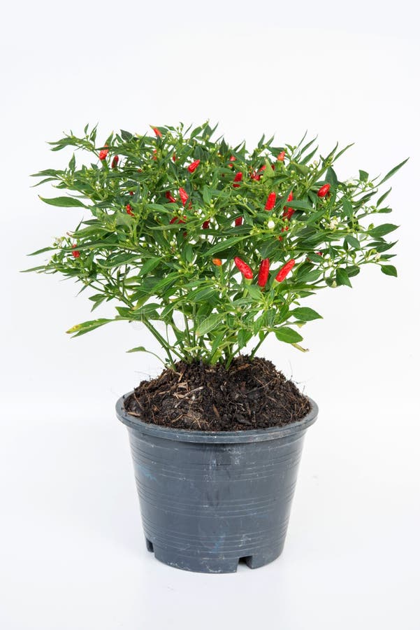 The Pepper Pot stock photo. Image of chili, capsicum - 52498208
