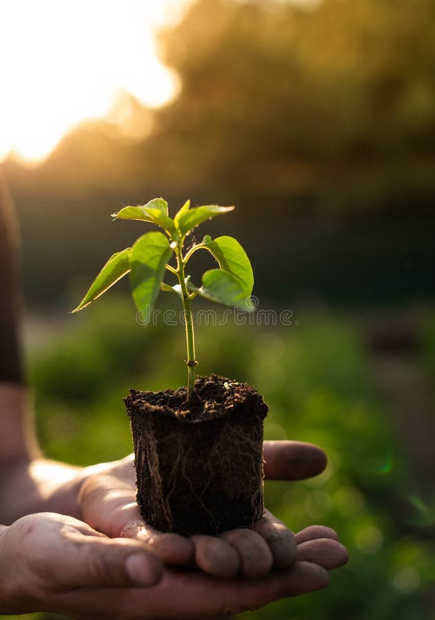 A Pepper Seedling with a Well-developed Root System on a Man S Palm ...