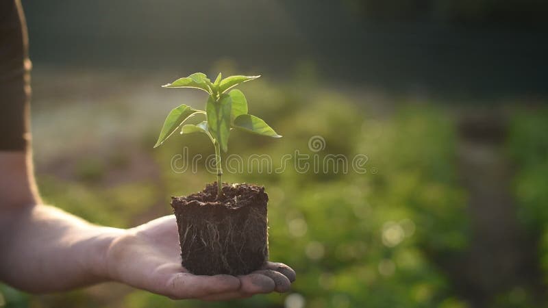 A Pepper Seedling with a Well-developed Root System on a Man S Palm ...