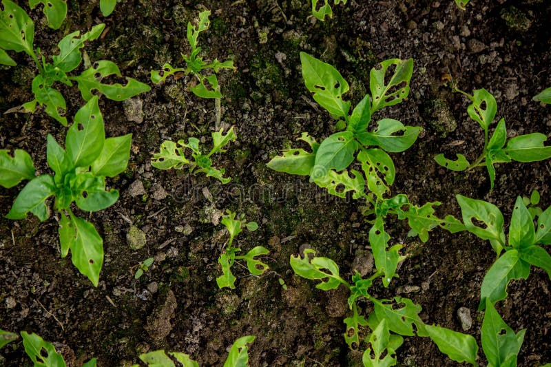 Pepper Seedlings are Eaten by Bugs Stock Photo - Image of leaf ...