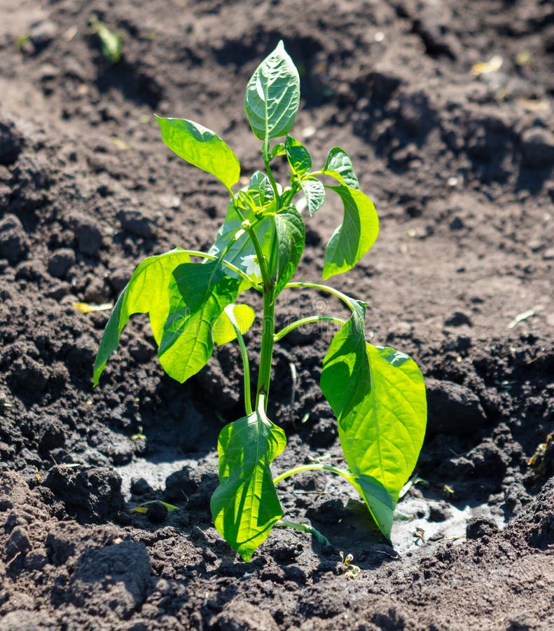 Pepper Seedlings in the Ground in the Garden. Spring Stock Image ...