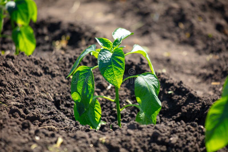Pepper Seedlings in the Ground in the Garden. Spring Stock Photo ...