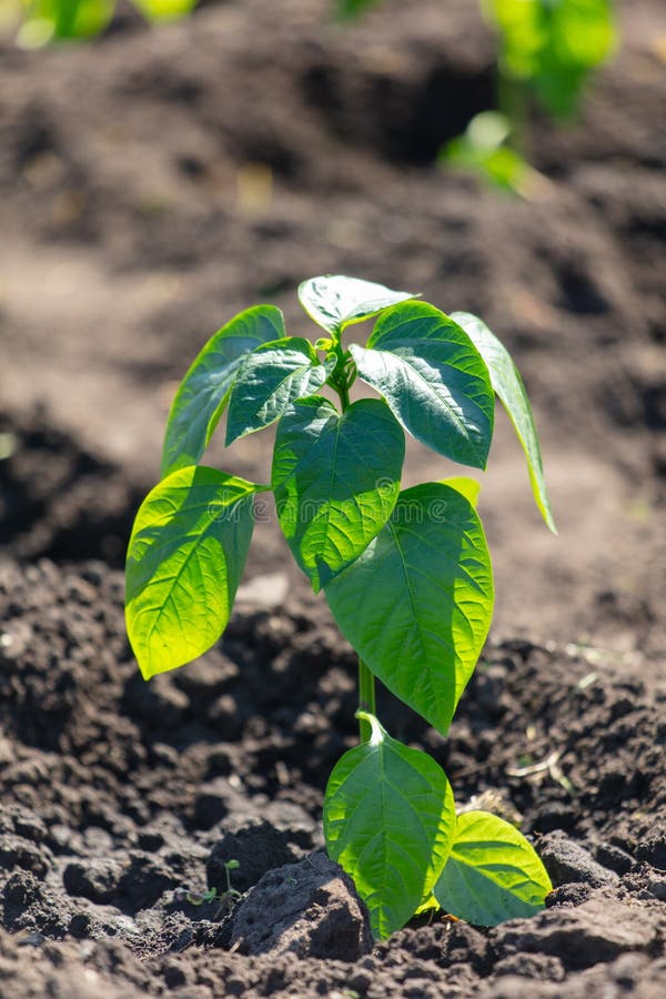 Pepper Seedlings in the Ground in the Garden. Spring Stock Image ...
