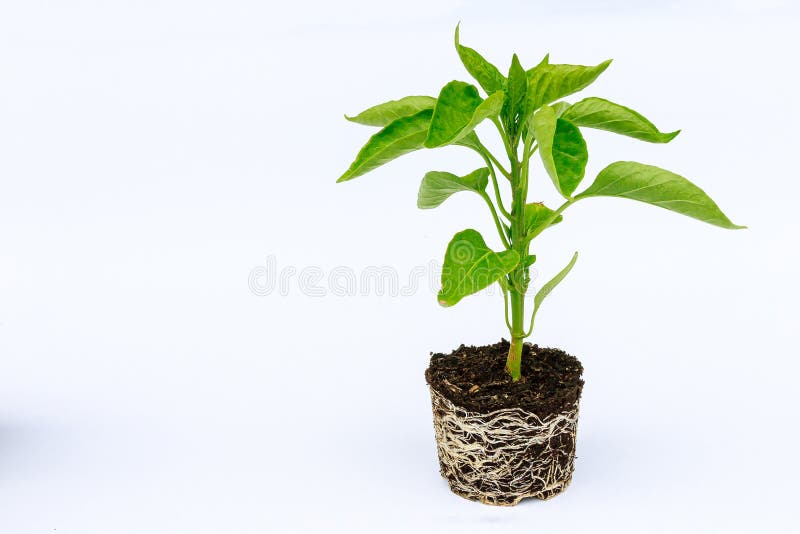 Pepper Seedlings with a Healthy Root System on a White Background ...