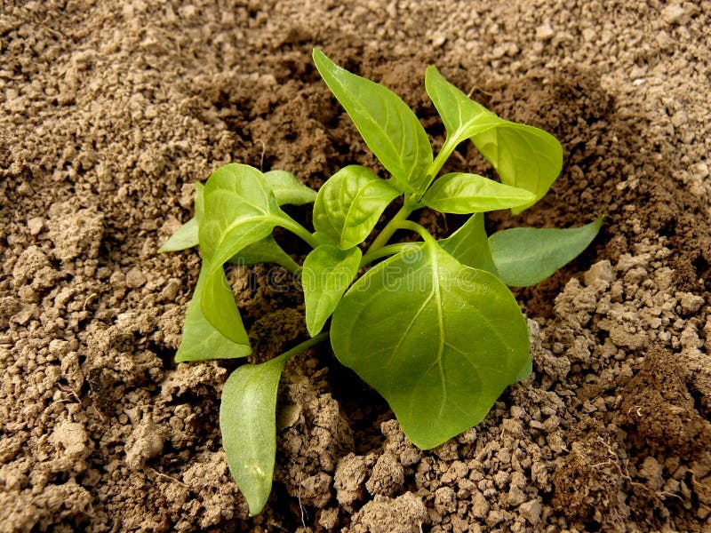 Pepper seedlings stock image. Image of farm, herbs, kitchen - 14289301