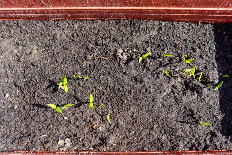 Pepper Seeds Germinating on Small Plants in a Pot Stock Photo - Image ...