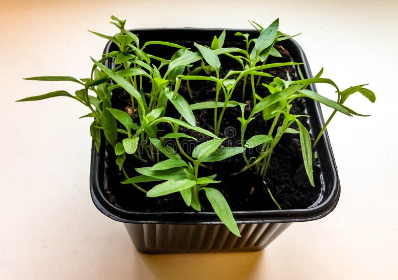 Pepper shoots stock photo. Image of plantlet, greenhouse - 112023958